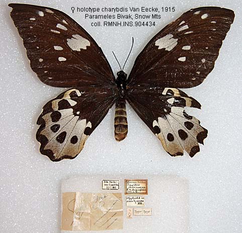 Papua Insects Foundation (Lepidoptera/Papilionidae/Ornithoptera chimaera)